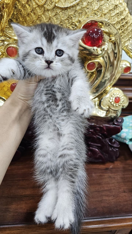 Serebrstiy shinshila toza qonli