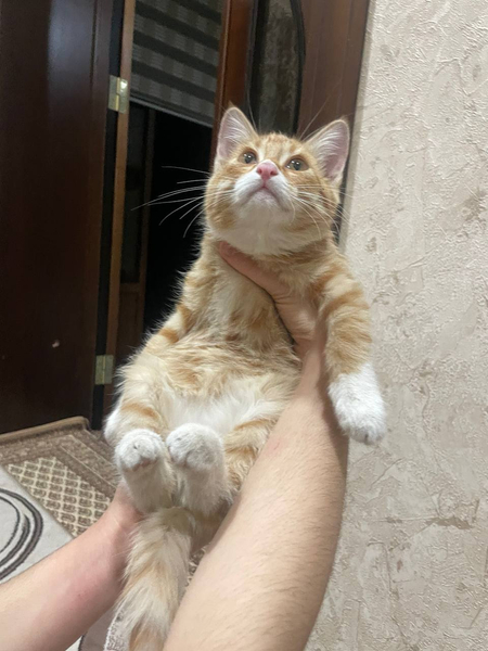 Продаётся     кот