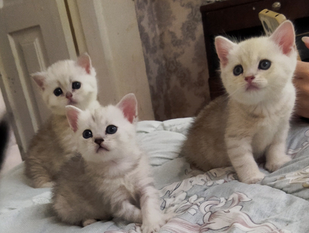 Шиншиллы котята здоровые