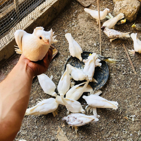 Kabutar Samarqand 30ta bor