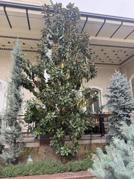 Магнолия / Кедр / Ель / Magnoliya / Kedr / Archa