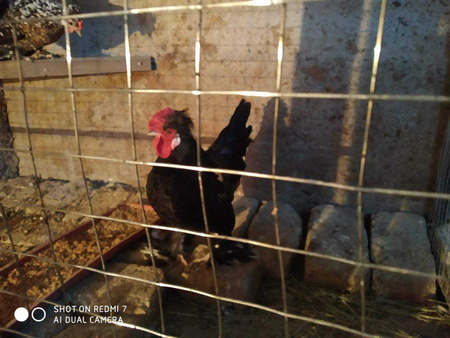 Продам китайских кур