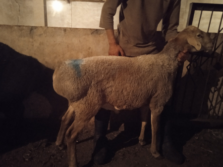Qoylar sotiladi marosim va hayit ayyomiga zor qoylar bor