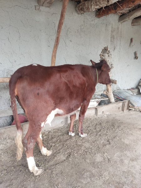 Ona bola sigir baraka topasiz