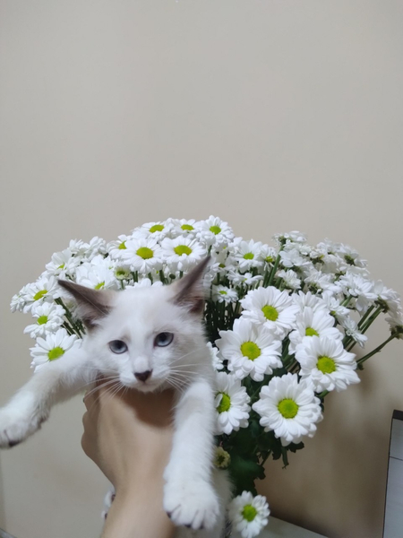 Продается сиамская кошка котенок