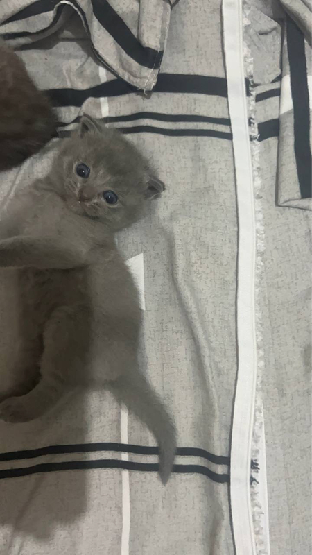 Koshka shatlaniskiy