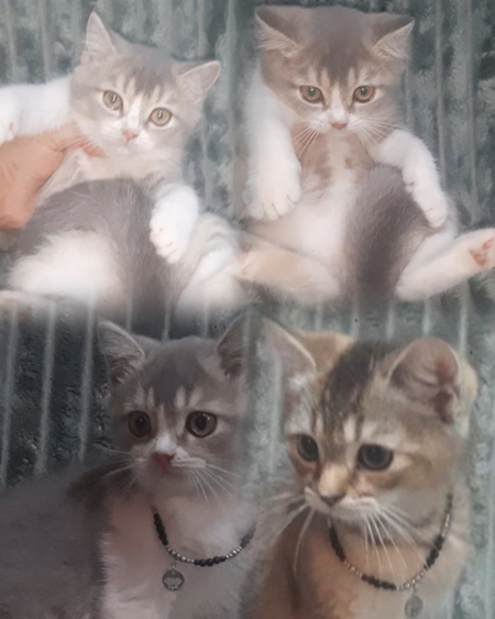Срочно шотландские котята подешевле не дорого