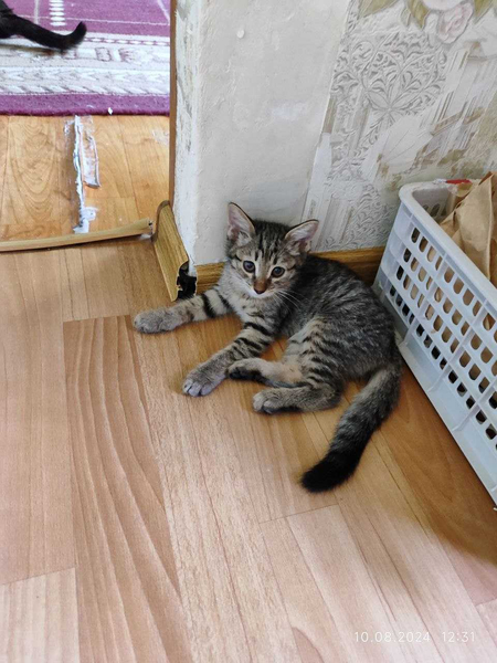 Отдам кошек и котят в хорошие руки, хозяева ушли кошек оставили(