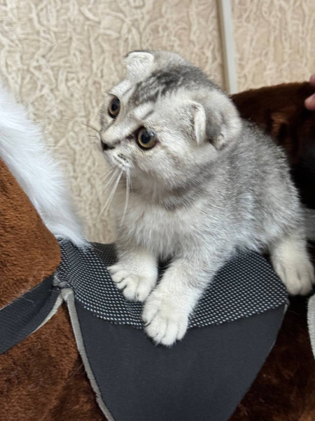 Продаётся шикарный Скоттиш Фолд серебристая шиншилла.