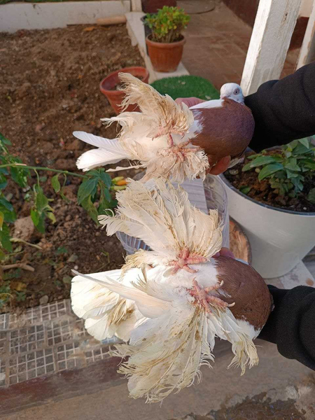 qopqonlar sotiladi