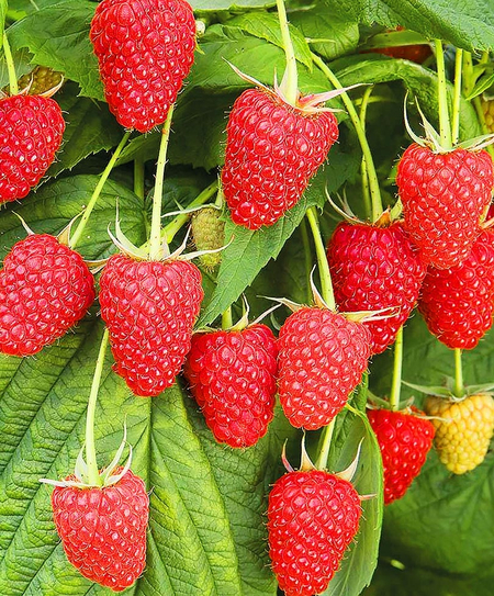 POLANA Malina koʻchati 
Malinaning 