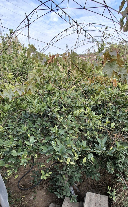 Limon daraxtlari sotiladi