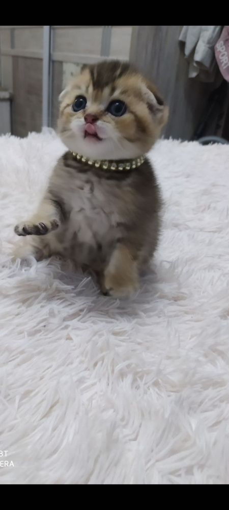 Котята от правильной вязки