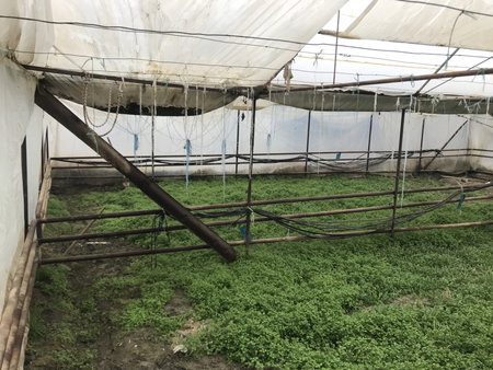 Иссик хона парник