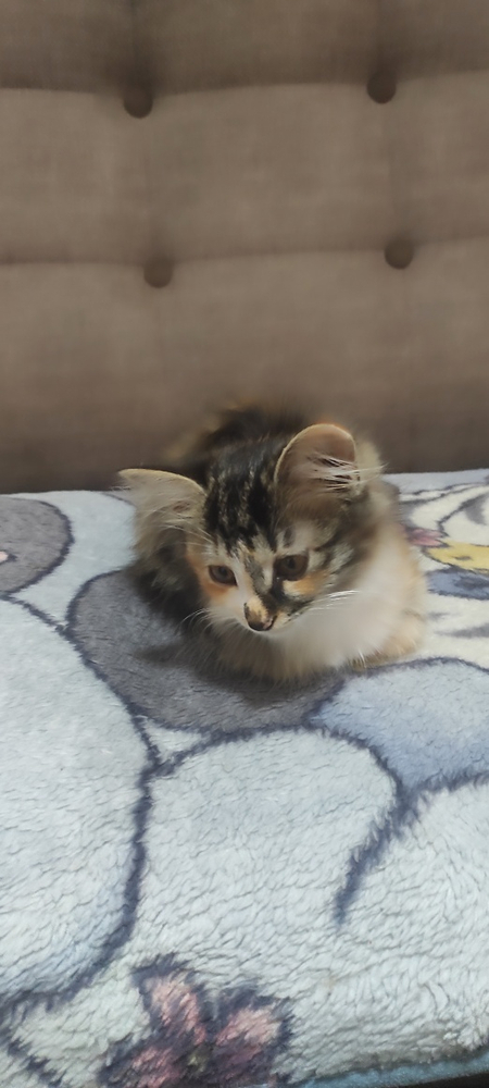 Срочно! Отдаю в добрые руки котенка.