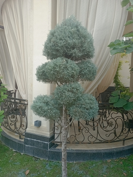 Archa kesamiz arzon narhlarda