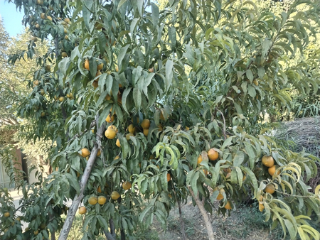 Shaftolilar sotiladi optim narxlarda sariq limon qizil shaftolilar