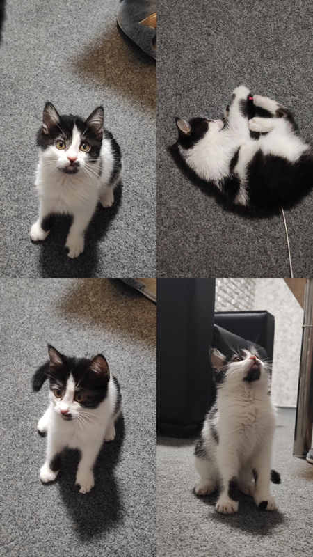 Отдаётся котенок