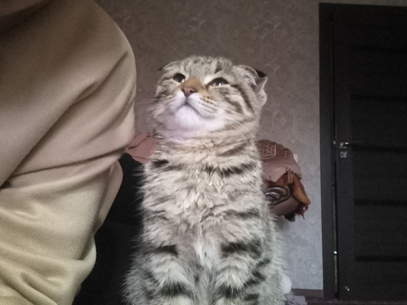 Весоухий мальчик
