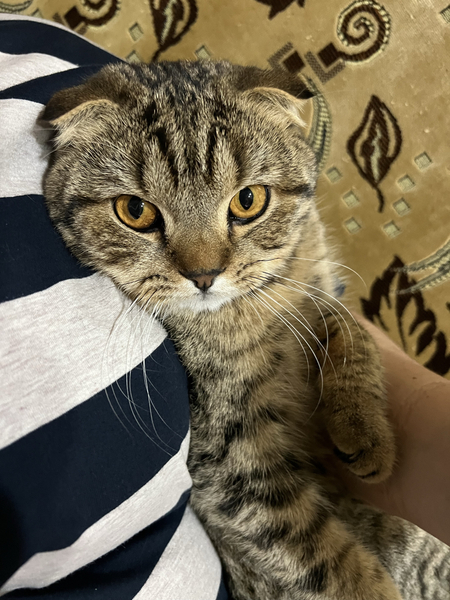 Кот скотиш фолд Феликс