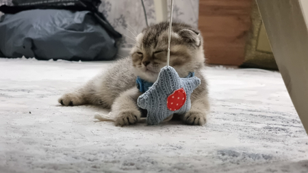 Шиншила отличный выбор. Девочка и мальчик на продаже два месяц.