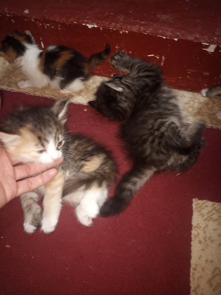 Срочно продаются котята домашние здоровые
