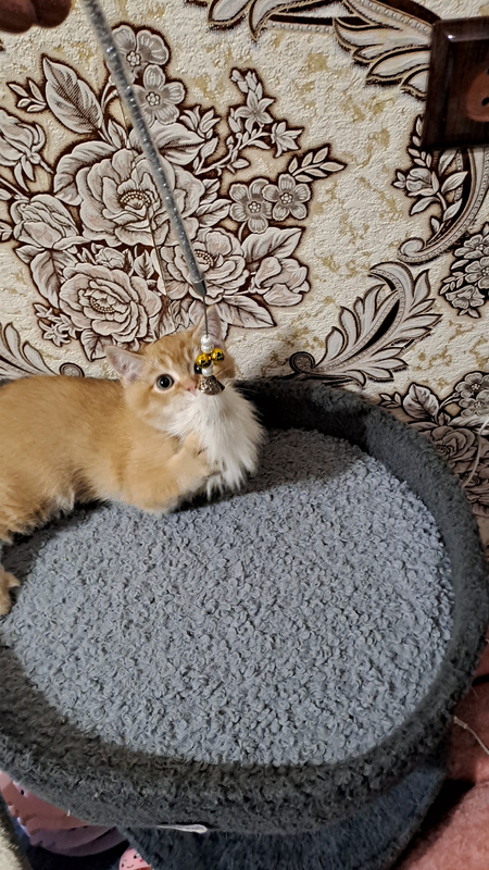 Продается британский мальчик