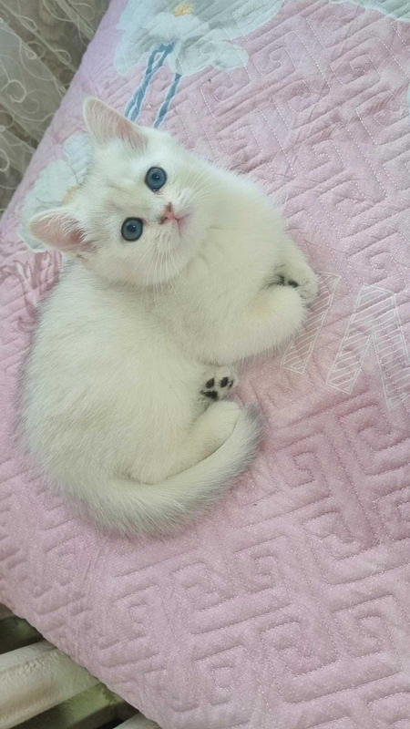 Скотиш фолд шотланские
