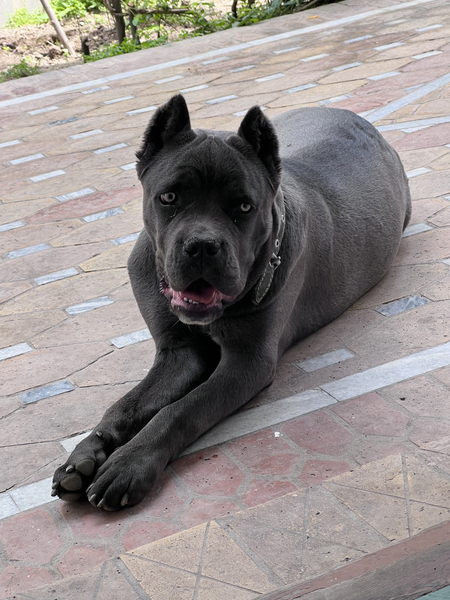 кане корсо