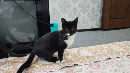 Котята ищут добрые руки