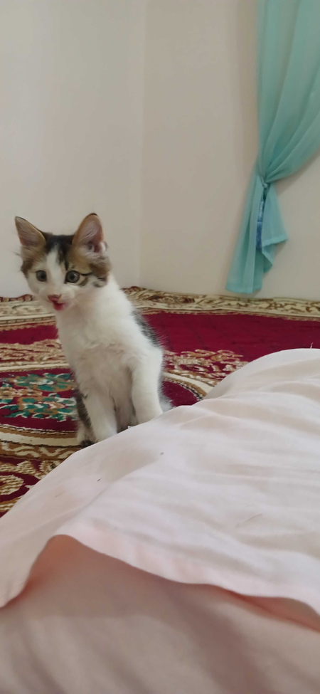 Продаётся три кошки (котята)