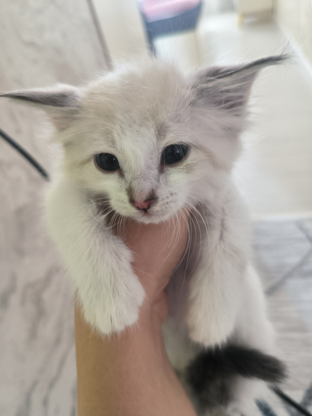 Mushuk Котенок Сиамские Котят Сиамская Кошка