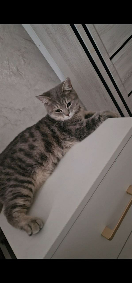 Кошка скоттиш страйт