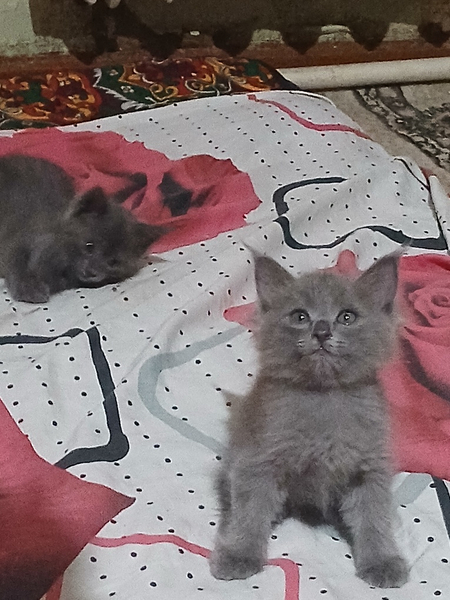 Продайотся катяты.3 штук.