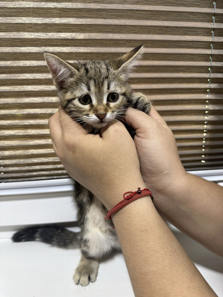 Отдам в хорошие руки котёнка