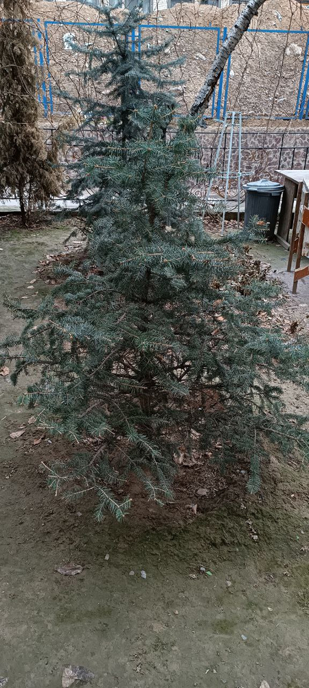 Арча сотилади 2 дона, холати яхши