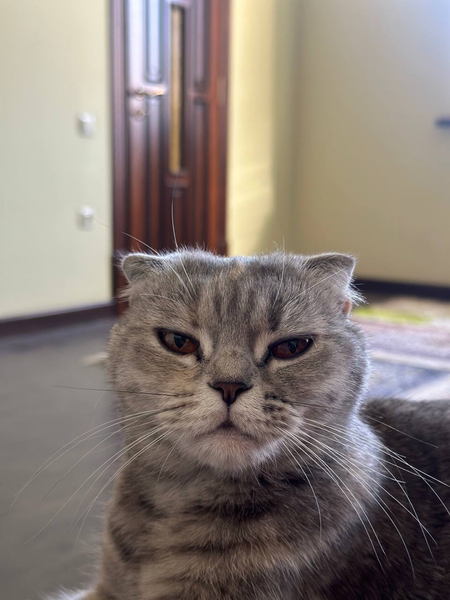 Скоттиш фолд вислоухая Кошка