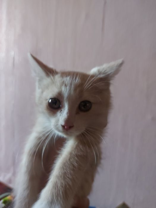Продаётся ангорский кошка