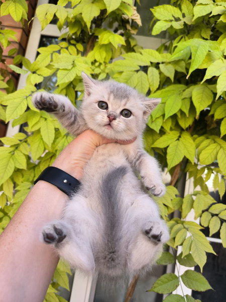 Продам котят Скотиш страйт