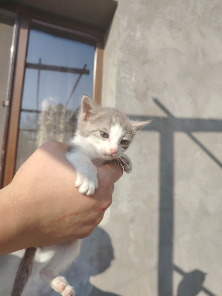 Котёнок красивый озорной