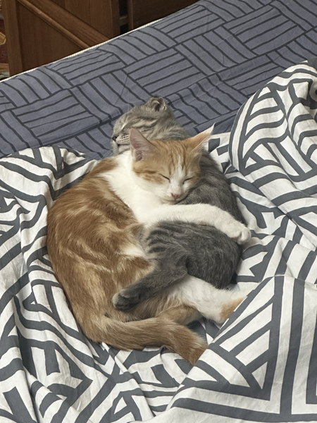 Скотиш фолд (МУЖИК)