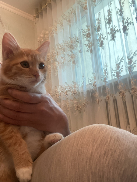 Hadya qilaman o'g'il mushukcha