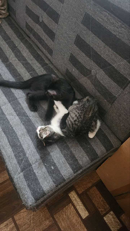 Отдадим котят в добрые руки