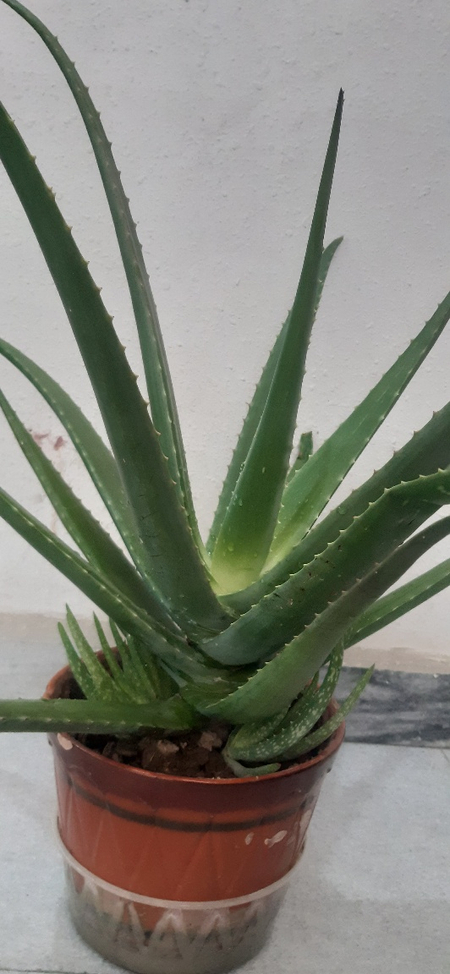 Aloe vera лечебные