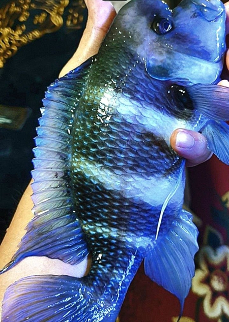 Продам мальков Frontoza North blue.