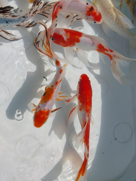 Кой бабочка / Koi butterfly