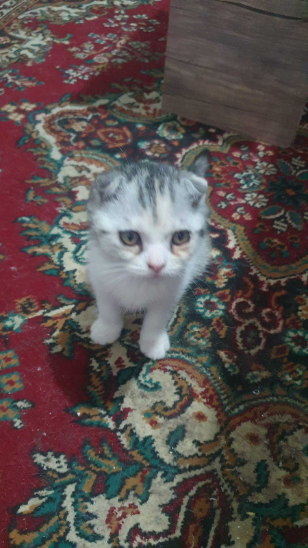 Продается кошка с котятами вместе