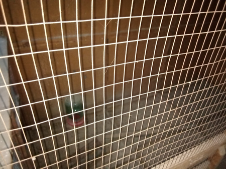 Katak sotiladi 900yuz kami bor