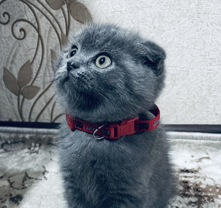 Продаются котята скоттиш фолд