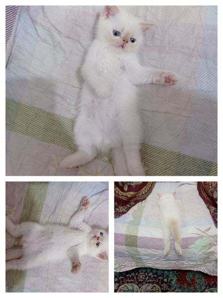 Котята Экзоты готовы к брони и продаже